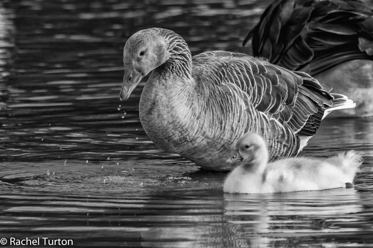 Rachel Turton Photography