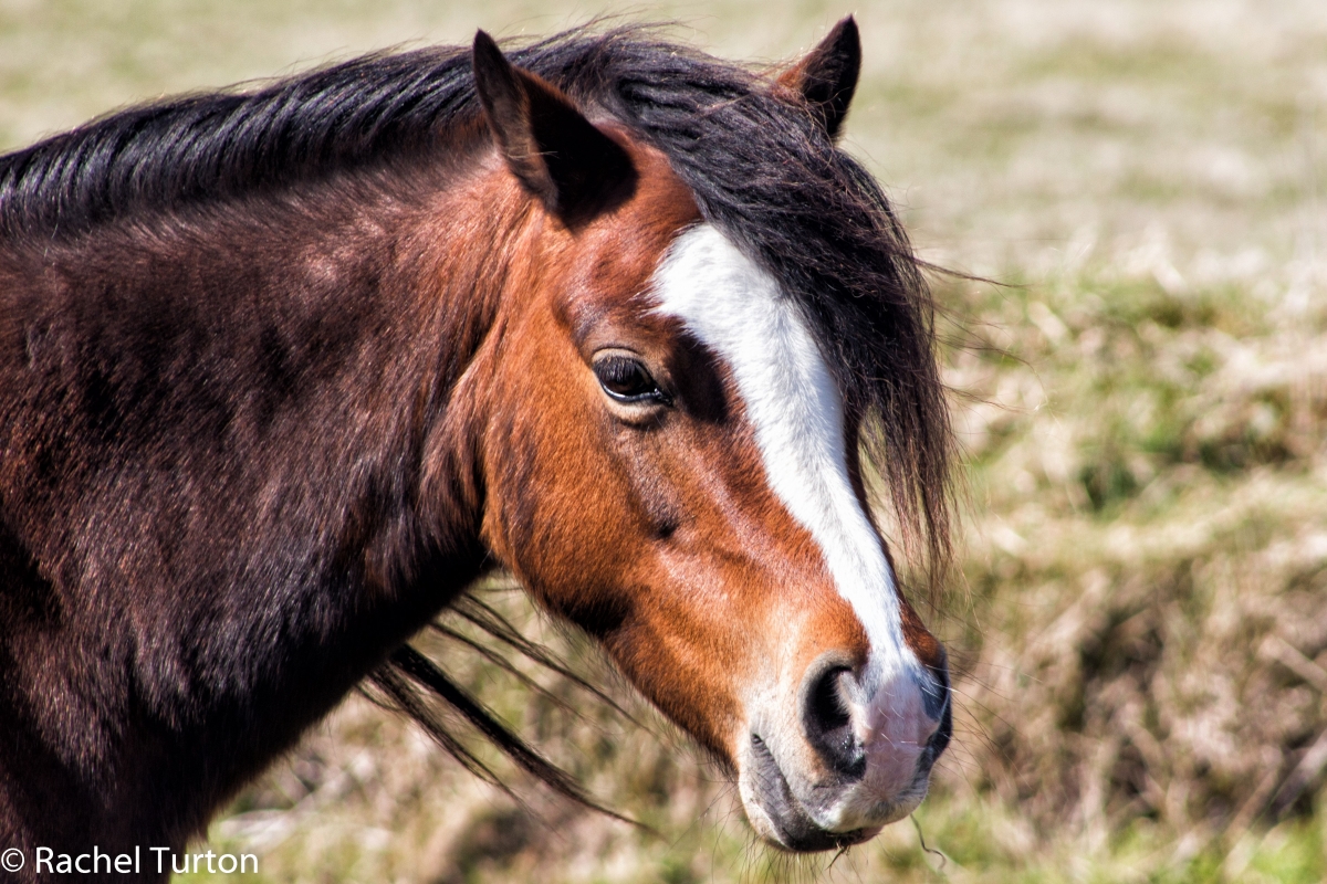 Rachel Turton Photography