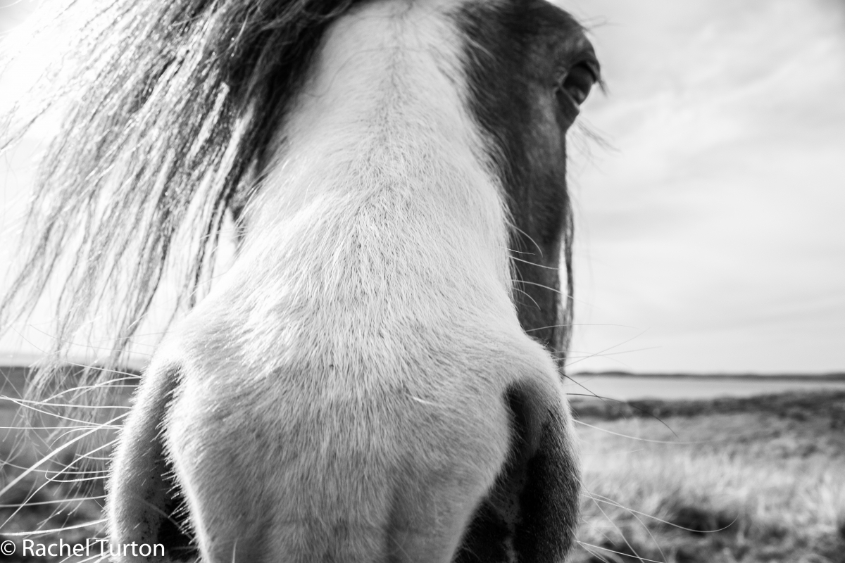 Rachel Turton Photography