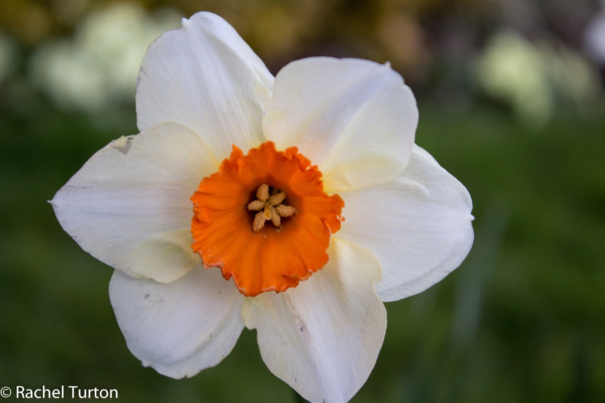 Rachel Turton Photography