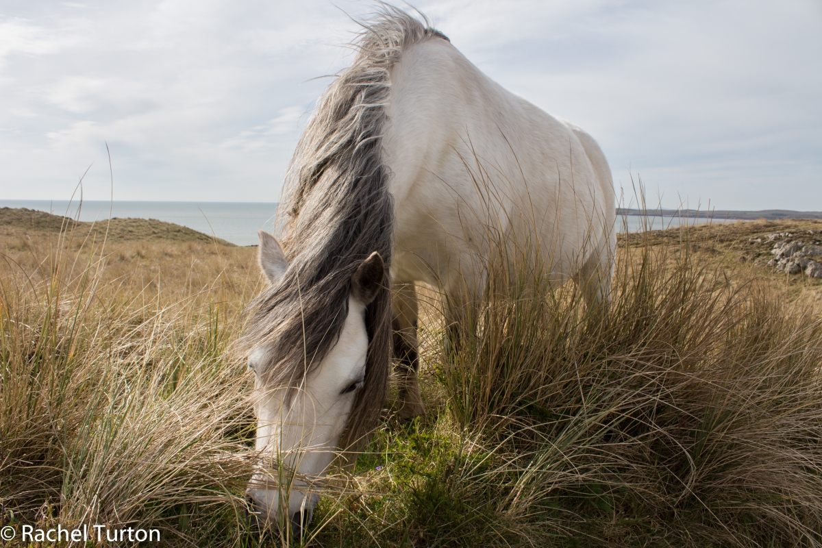 Rachel Turton Photography
