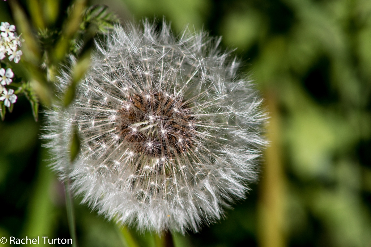 Rachel Turton Photography