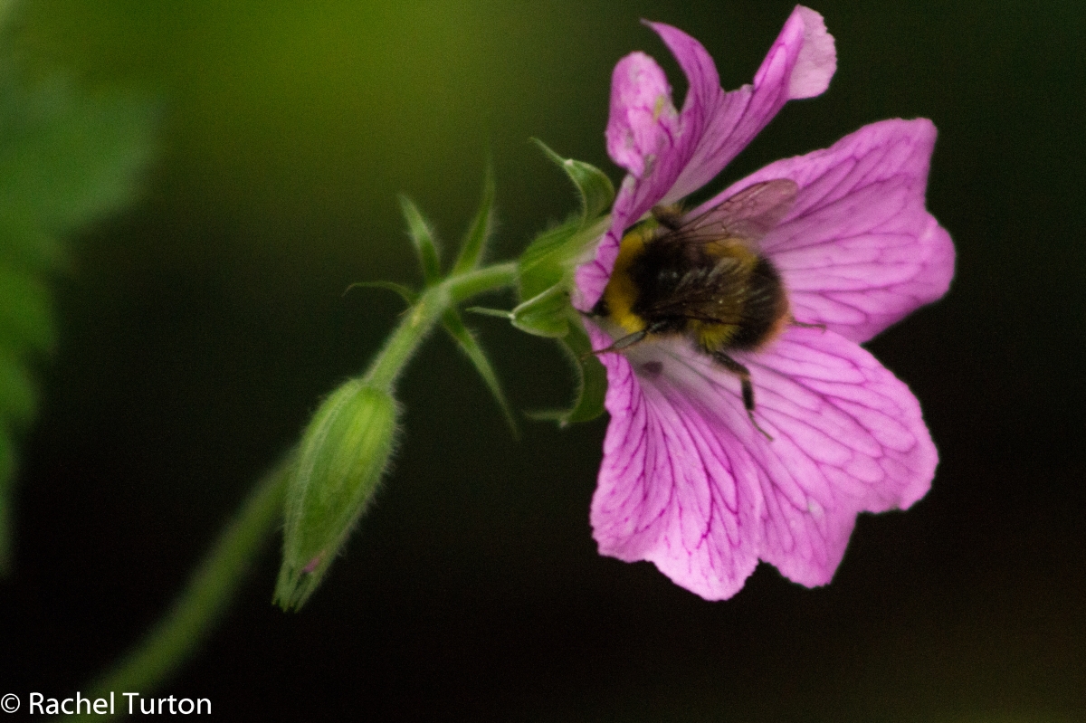 Rachel Turton Photography