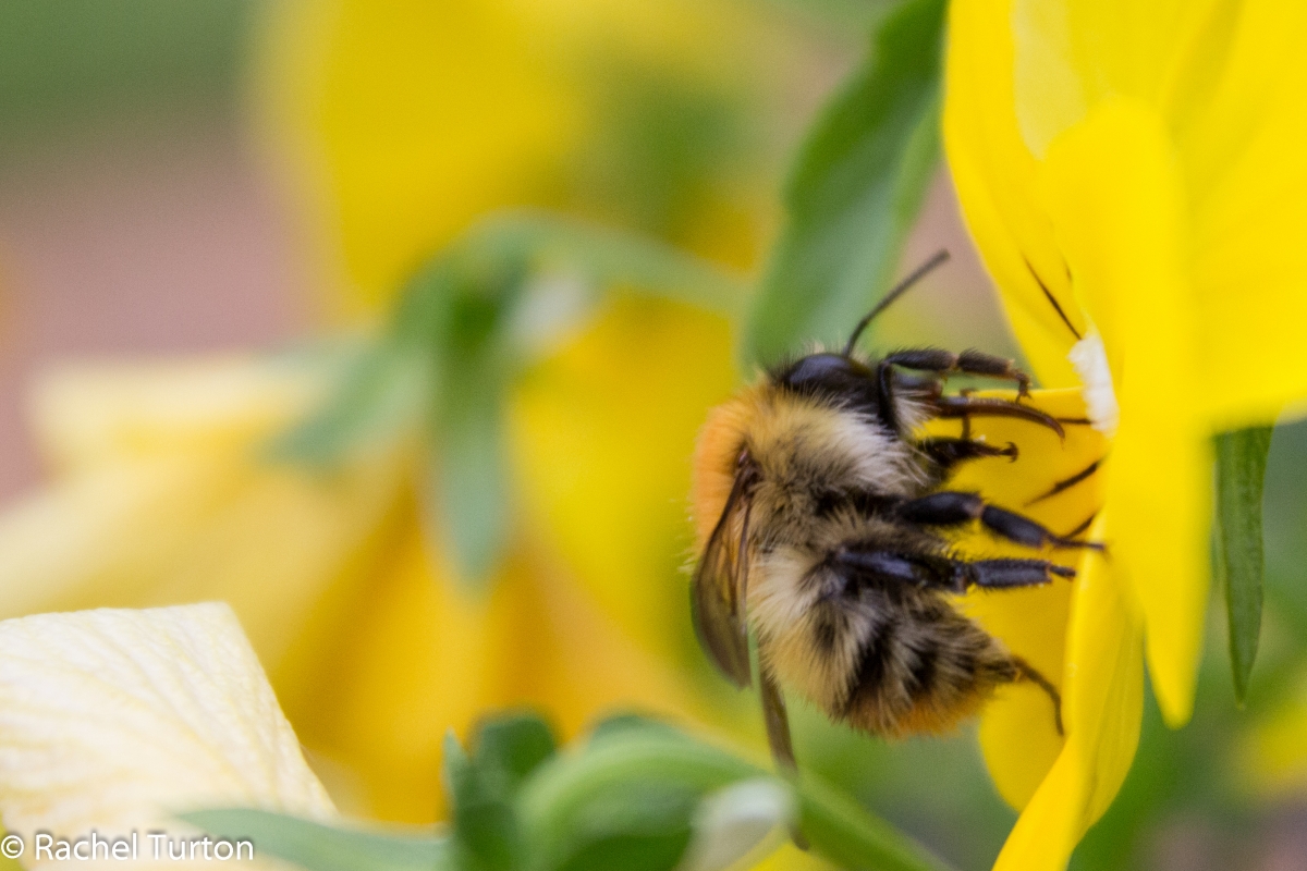 Rachel Turton Photography