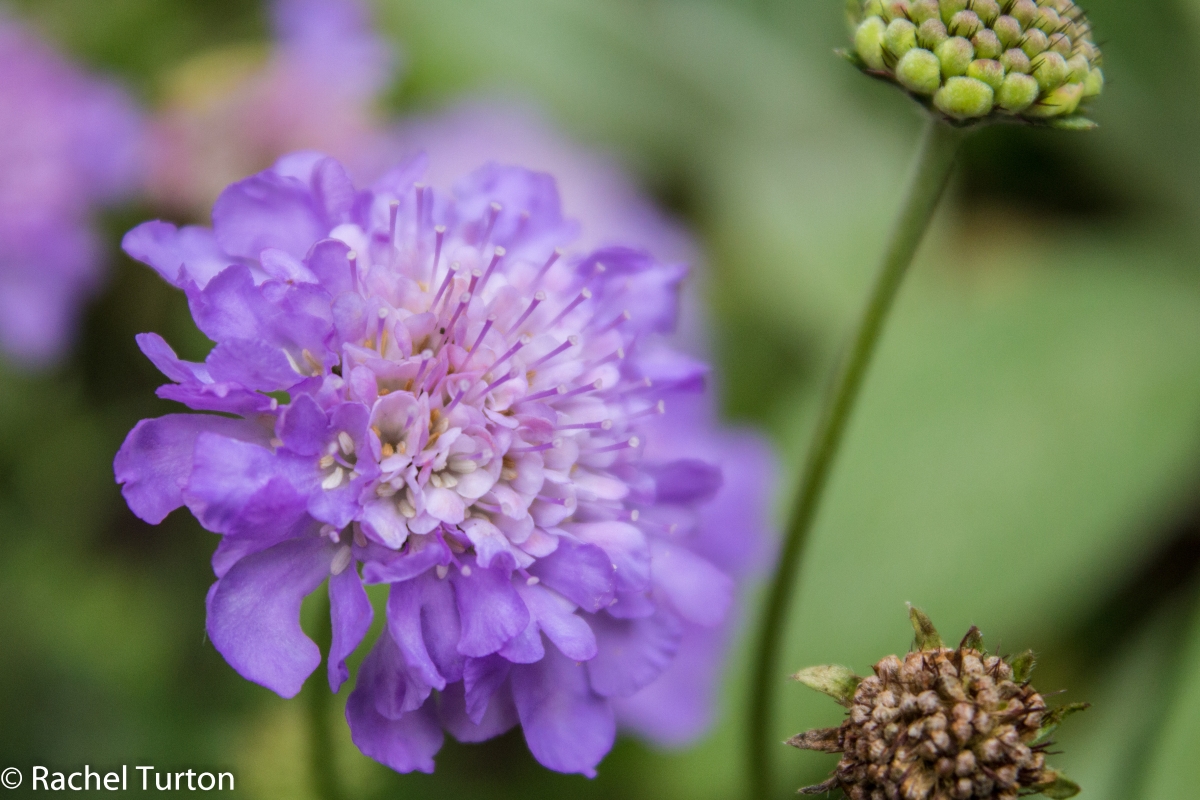 Rachel Turton Photography